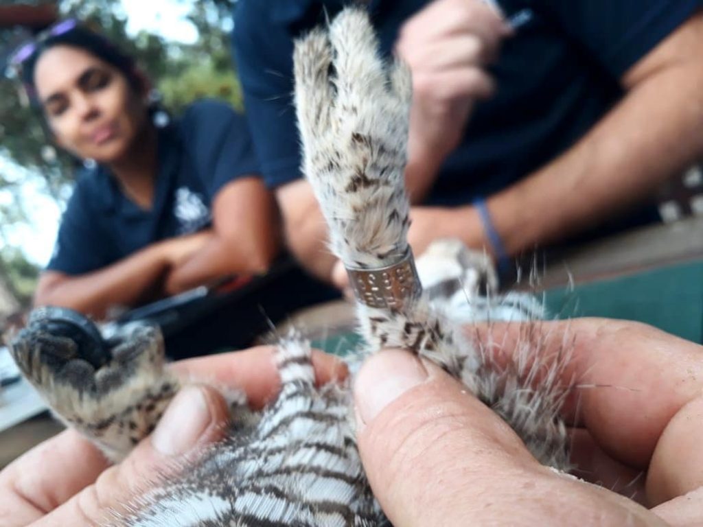 Plett’s raptor rehab relaunches as Raptor Rescue « Plett's raptor rehab ...