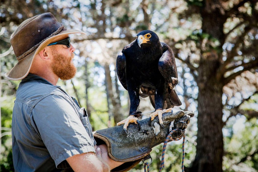 Plett’s raptor rehab relaunches as Raptor Rescue « Plett's raptor rehab ...