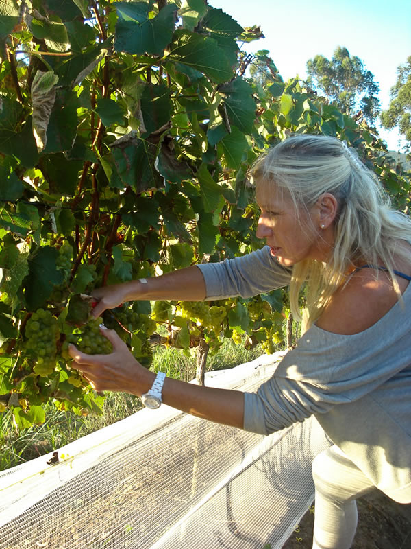 newstead-2 « Plett Tourism Contest