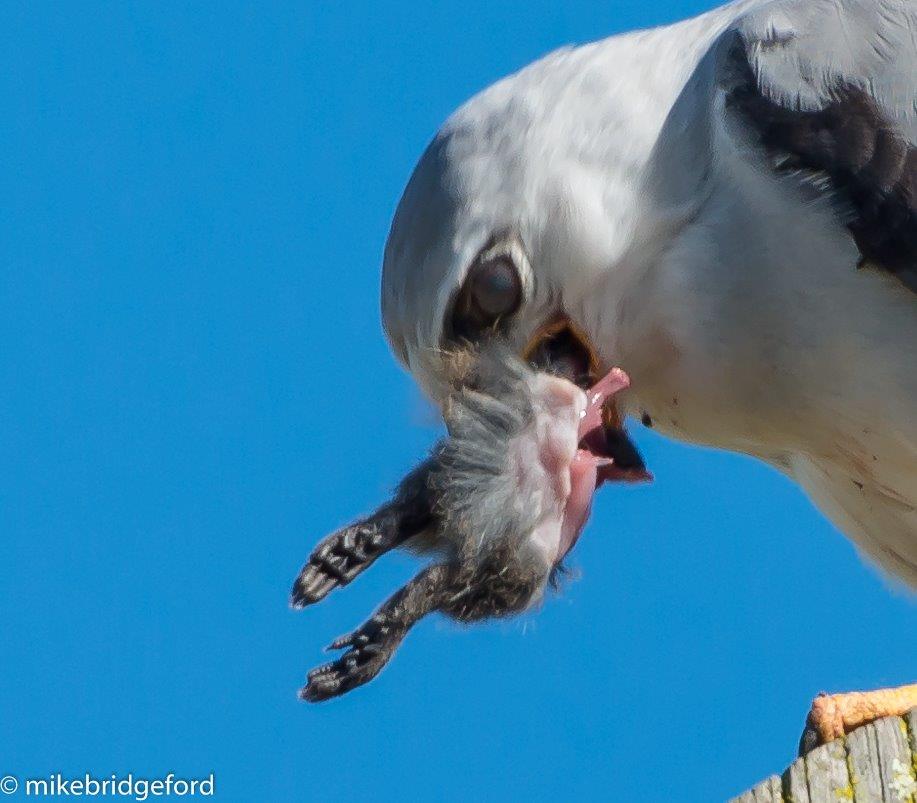 Black-shouldered Kite sighted at Redford Lodge « Black-shouldered Kite ...