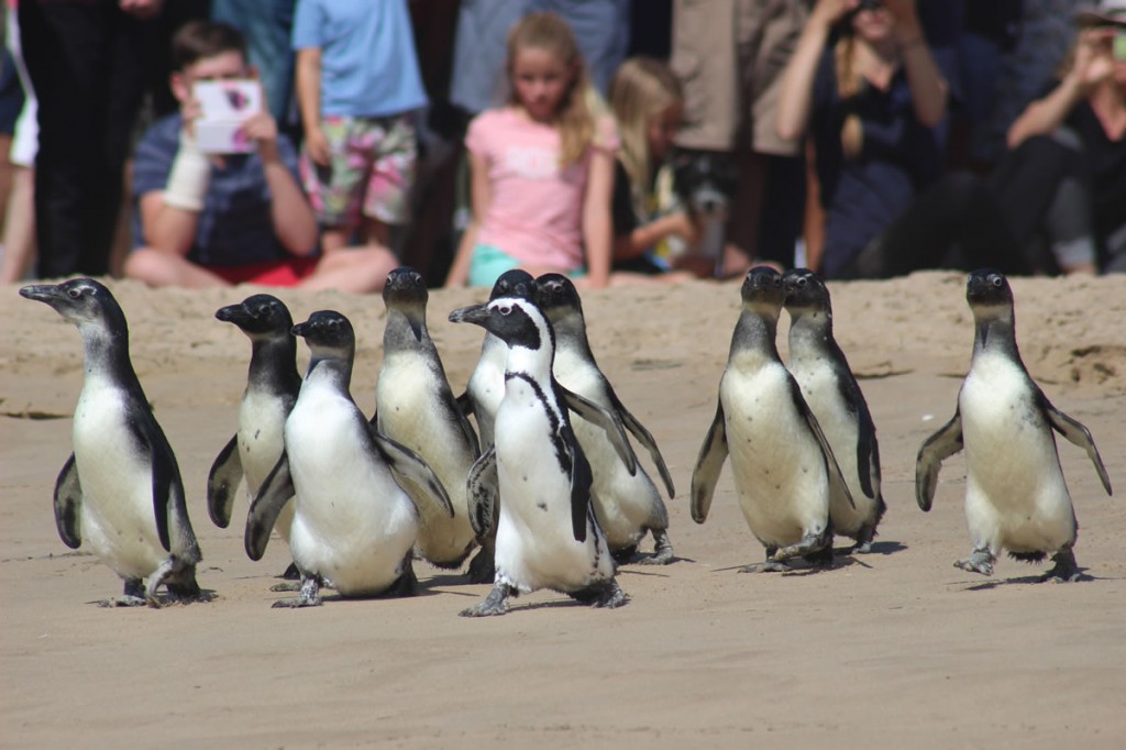 Crowd of 500 at penguin release « Crowd of 500 at penguin release on ...