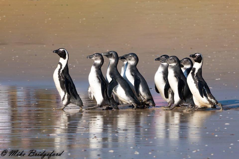 Teniqua Wildlife’s good work with penguin rehabilitation « Teniqua ...