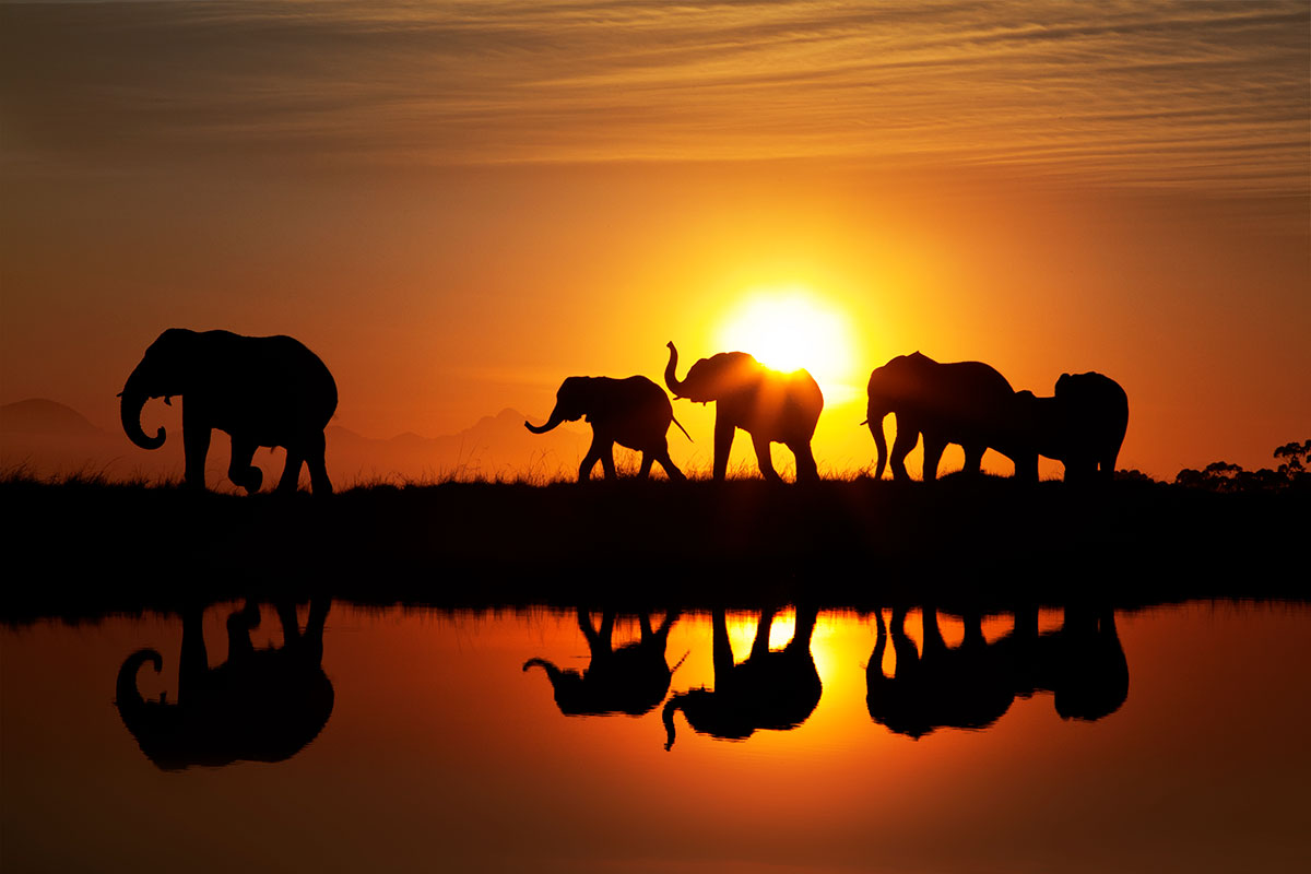 Pop on down to animal town « Pop on down to animal town | Elephants ...