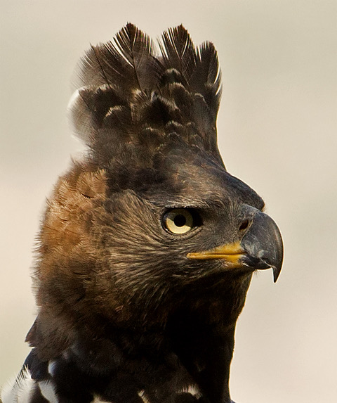 Bitou Birding Retreat: Heaven to Die Hel… & back « Bitou Birding ...